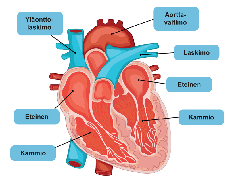 Veri ja sydän – Opiq