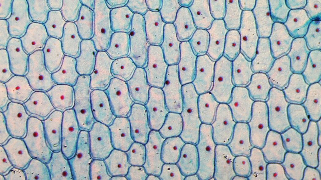 Kaikki eliöt koostuvat soluista – Opiq