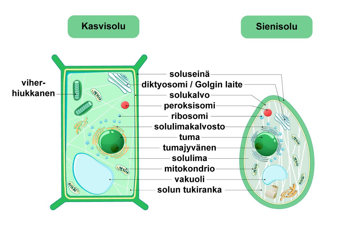 Solujen rakenne ja toiminta – Opiq