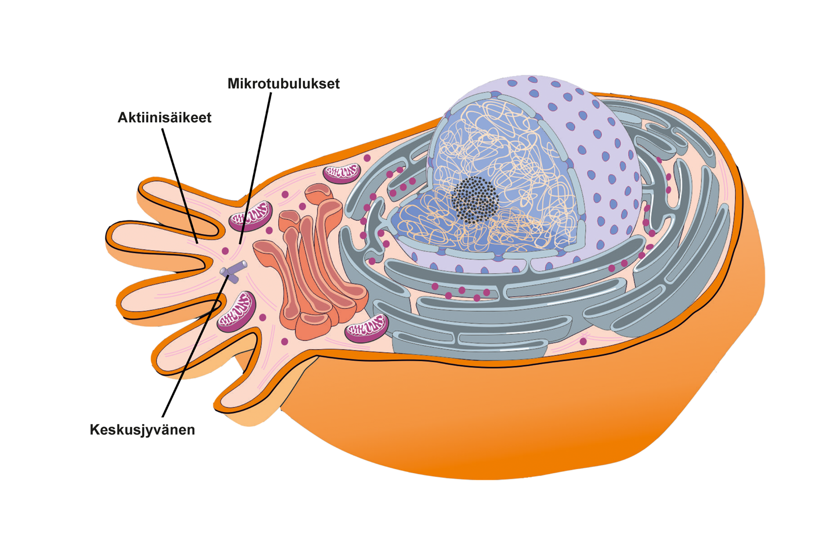 Solujen rakenne ja toiminta – Opiq