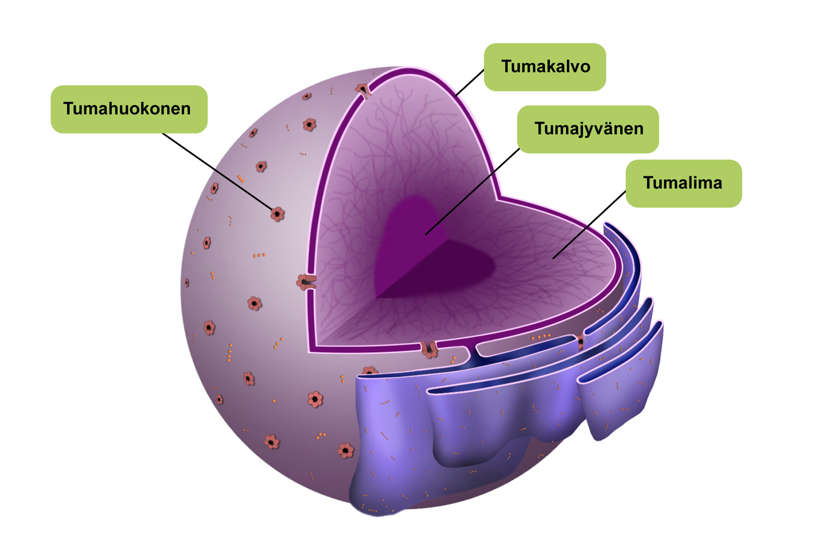 Solujen rakenne ja toiminta – Opiq